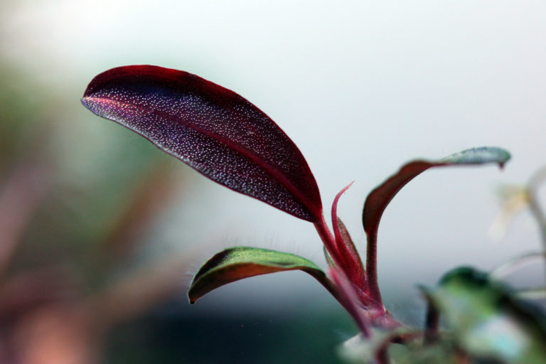 Blyxa sp. 'Novoguineensis' | Online Aquaria